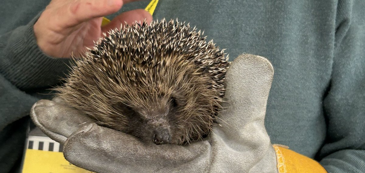 Henry the Hedgehog Visits Nursery | Brighton College